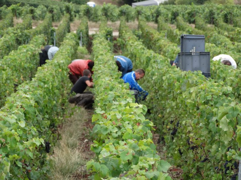 Champagne de récoltant manipulant : un champagne authentique